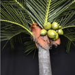 LED Coconut Tree 3.0m/10.0 ft - Buy Online | Magic of Leds